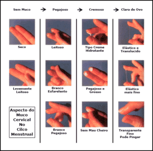 Muco cervical: suas variações e como identificar a ovulação